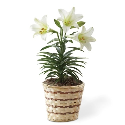 Easter Sentiments Lily Plant at Send Flowers