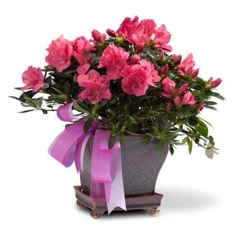 Amazing Azalea at Send Flowers