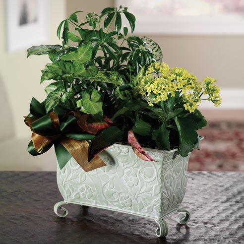 Sunshine Garden at Send Flowers