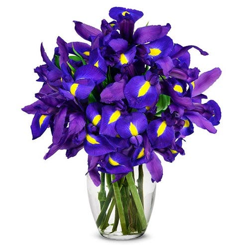 Stunning Blue Iris - 10 Stems at Send Flowers