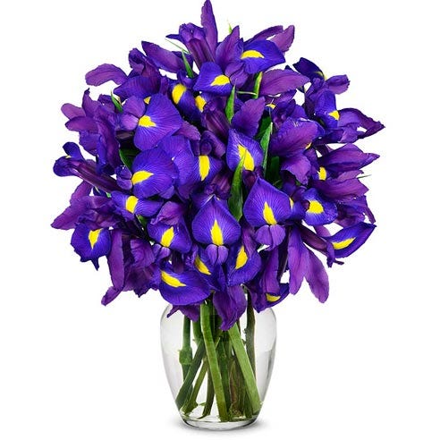 Stunning Blue Iris - 15 Stems at Send Flowers