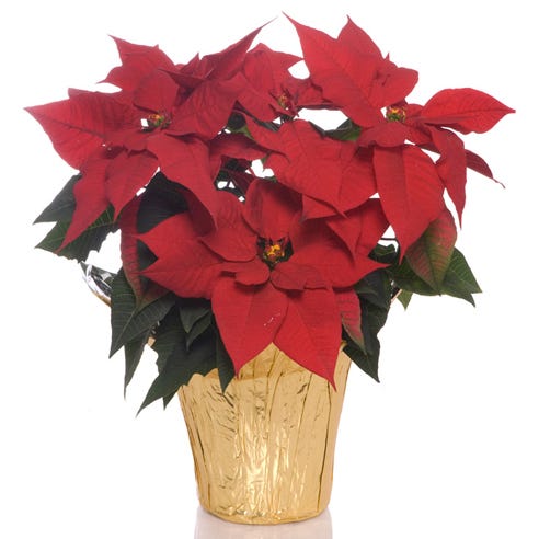 Premium Gold Poinsettia Plant at Send Flowers