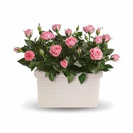 Pink Rose Plant at Send Flowers