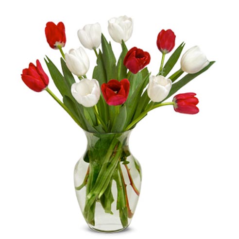 Dazzling Dozen Christmas Tulips at Send Flowers