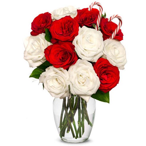 One Dozen Candy Cane Roses at Send Flowers