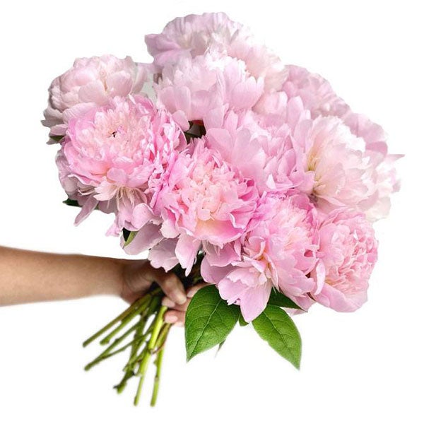 Precious Pink Peonies - 15 Stems at Send Flowers