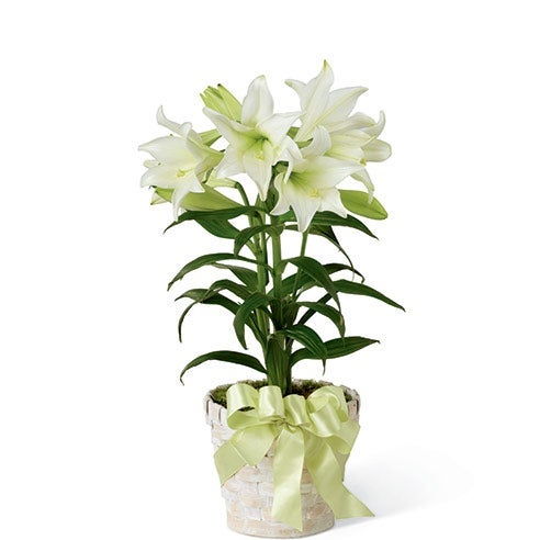 Potted Lily Plant at Send Flowers