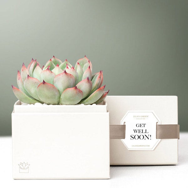 Lula's Garden ® Get Well Soon Potted Bliss Succulent at Send Flowers