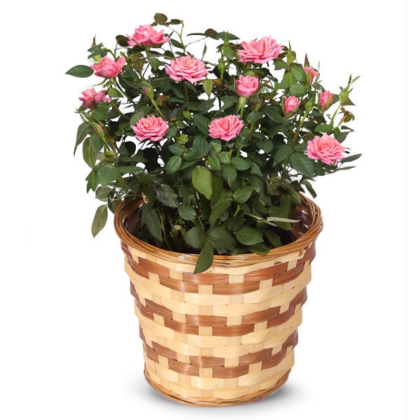 Pink Miniature Rose Plant at Send Flowers