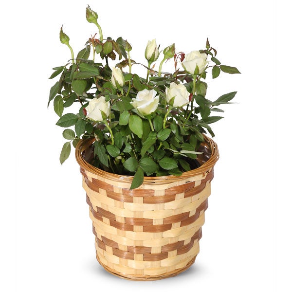 White Miniature Rose Plant at Send Flowers