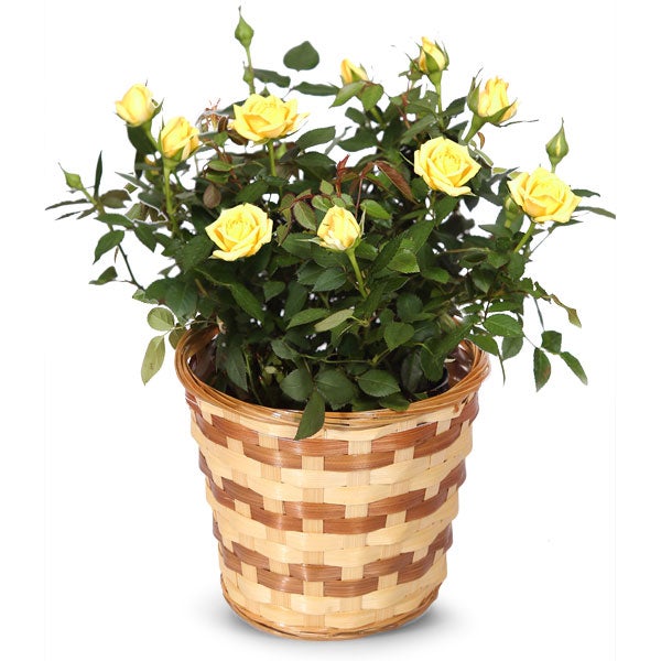 Yellow Miniature Rose Plant at Send Flowers