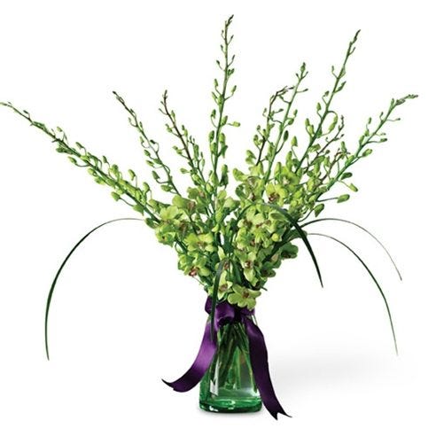 Outrageous Orchids at Send Flowers
