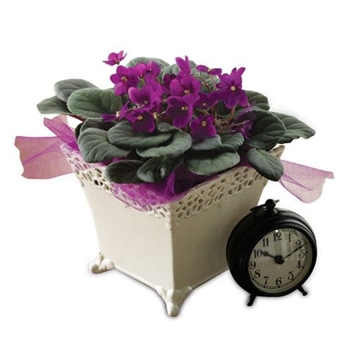 Vibrant Violets at Send Flowers