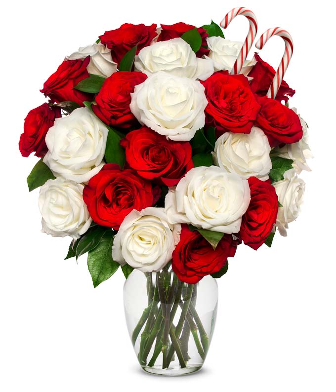 Two Dozen Candy Cane Roses at Send Flowers