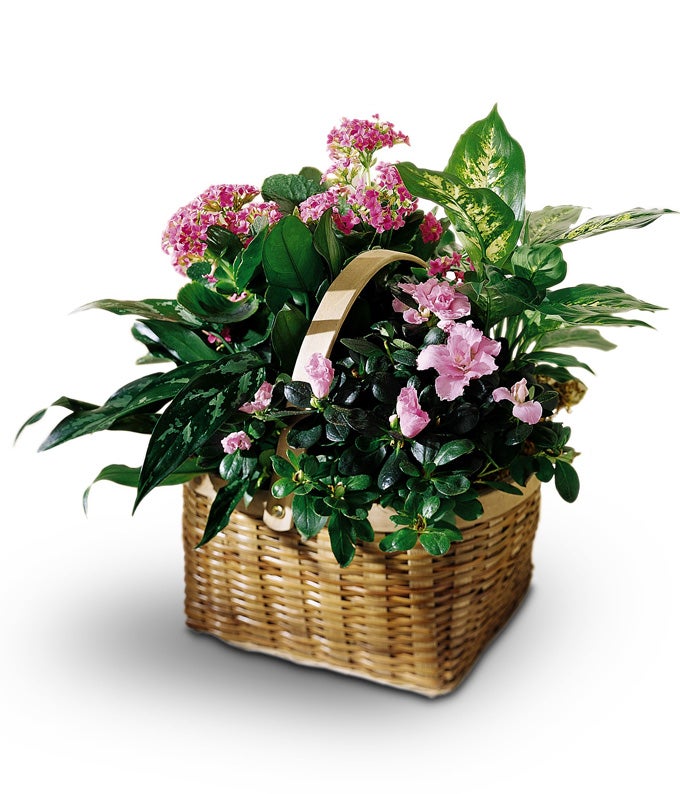 Pretty Pink Blossoms Assortment at Send Flowers