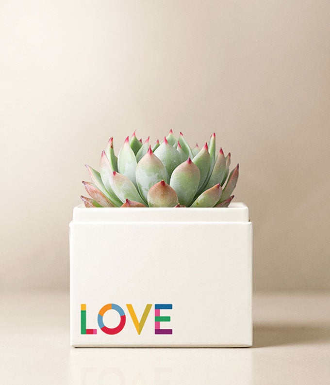 Lula's Garden ® Pride Month Celebration Bliss Garden at Send Flowers