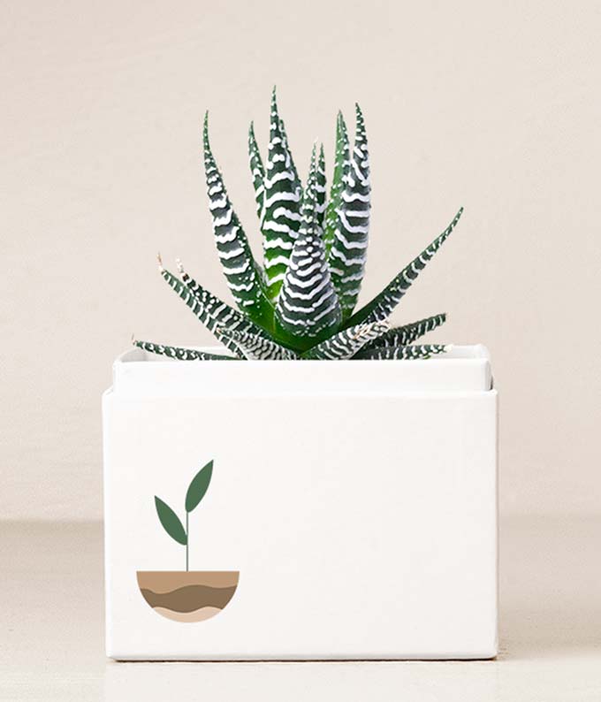 Lula's Garden ® Petite Zebra Earth Day Succulent Garden at Send Flowers