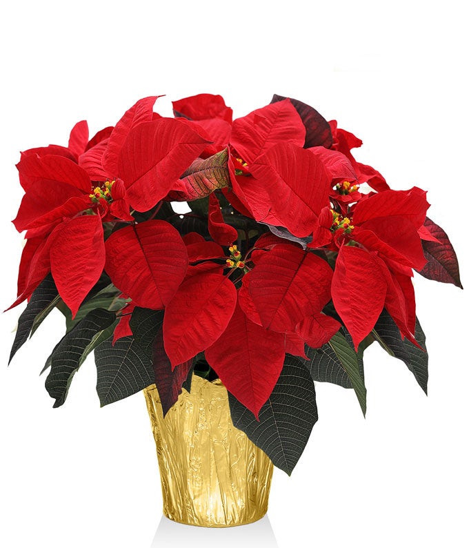 Premium Gold Poinsettia Plant at Send Flowers