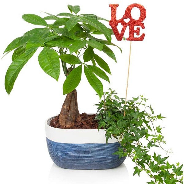 True Love's Money Tree Garden at Send Flowers
