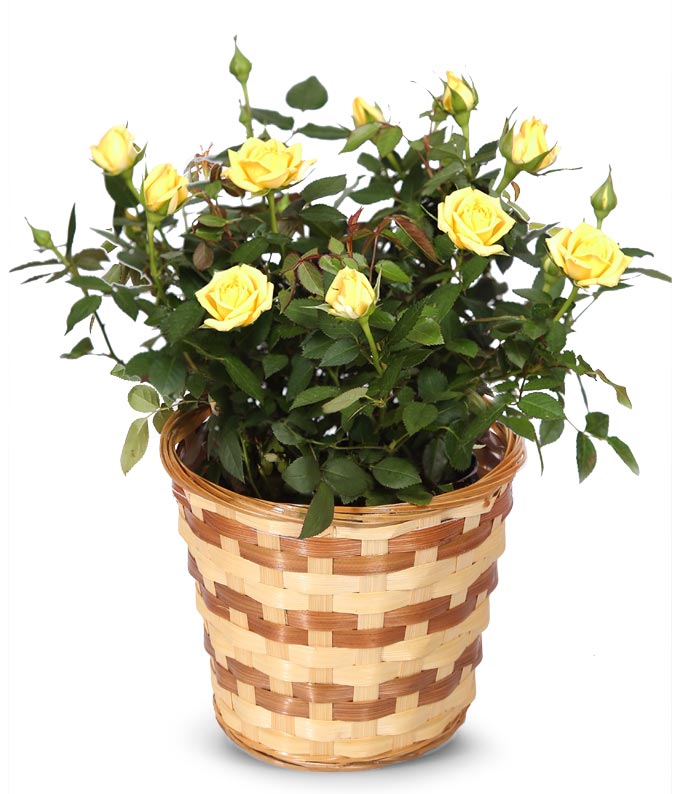 Yellow Miniature Rose Plant at Send Flowers
